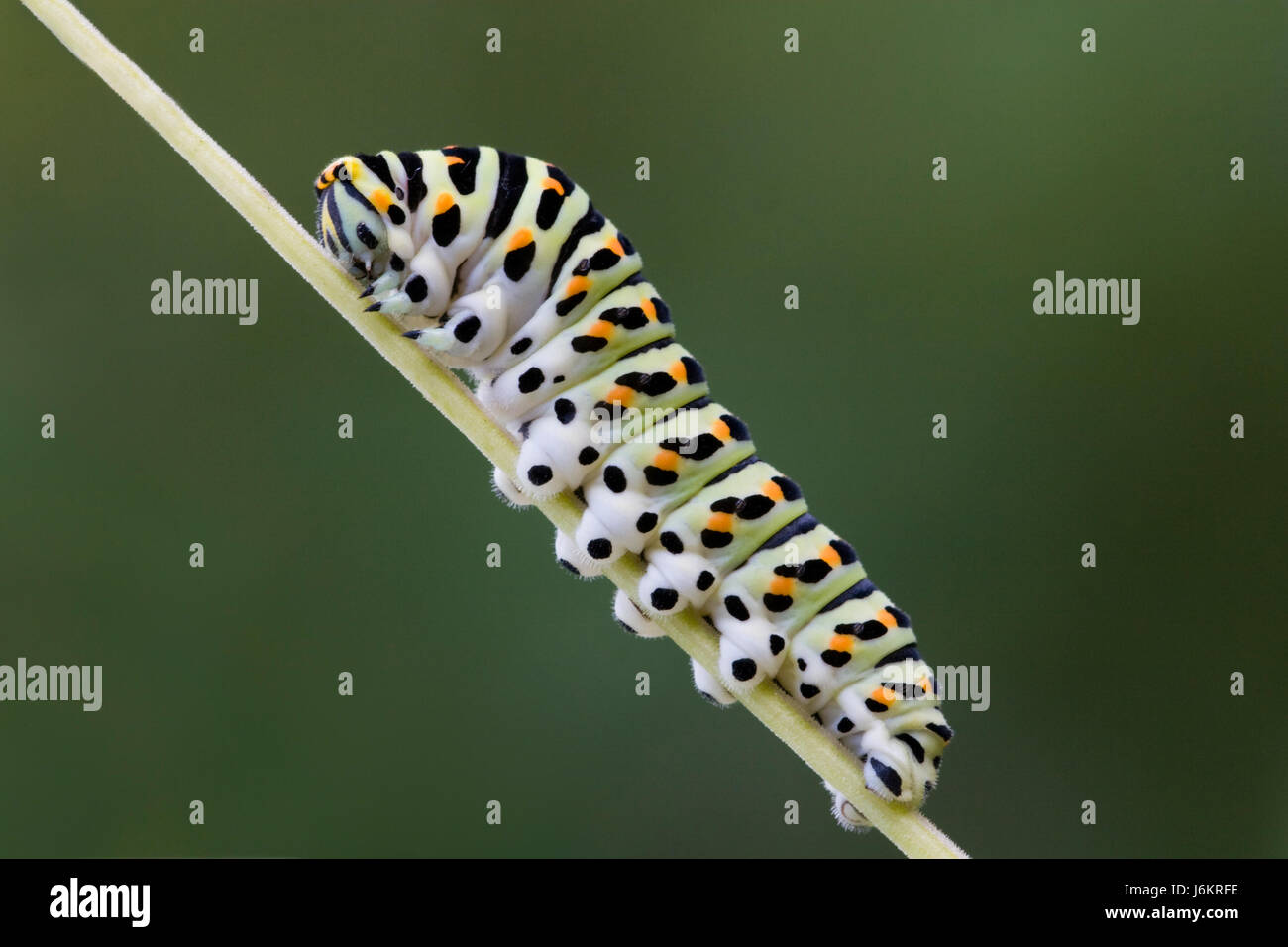 butterfly spring caterpillar rise climb climbing ascend uphill tread ...