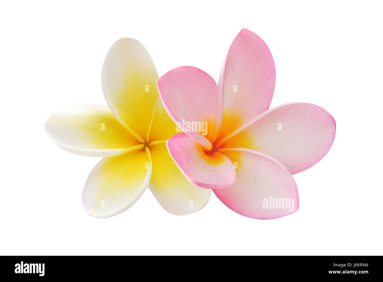 isolated flower plant bloom blossom flourish flourishing backdrop ...