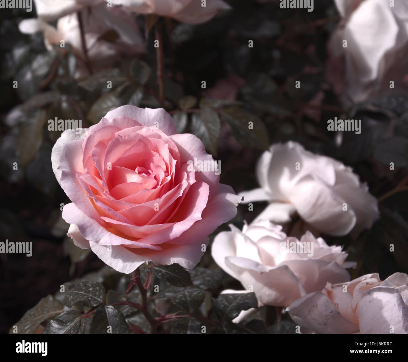 Rose vision hi-res stock photography and images - Alamy