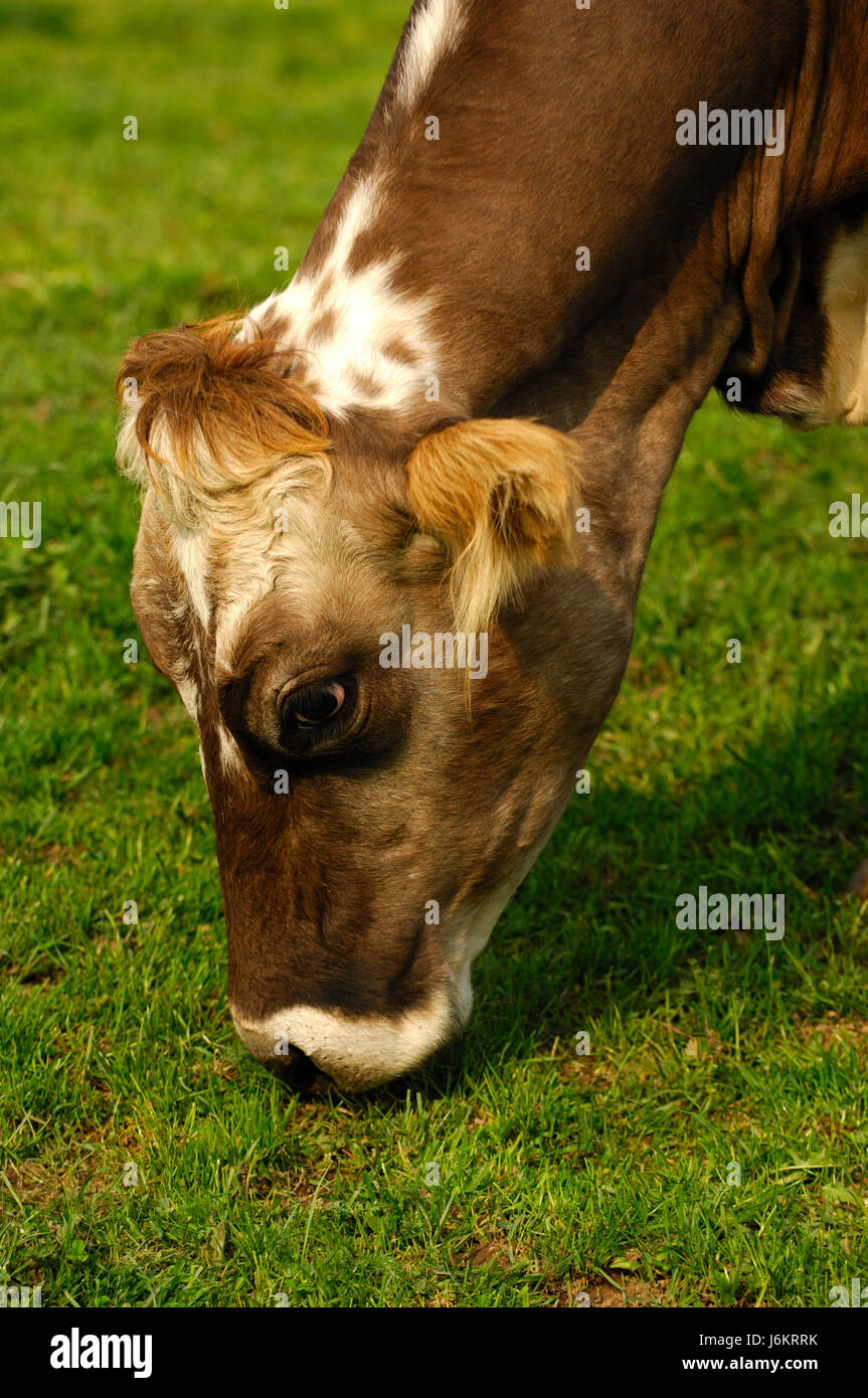 portrait cow bovine cattle agricultural agriculturally animal animals ...