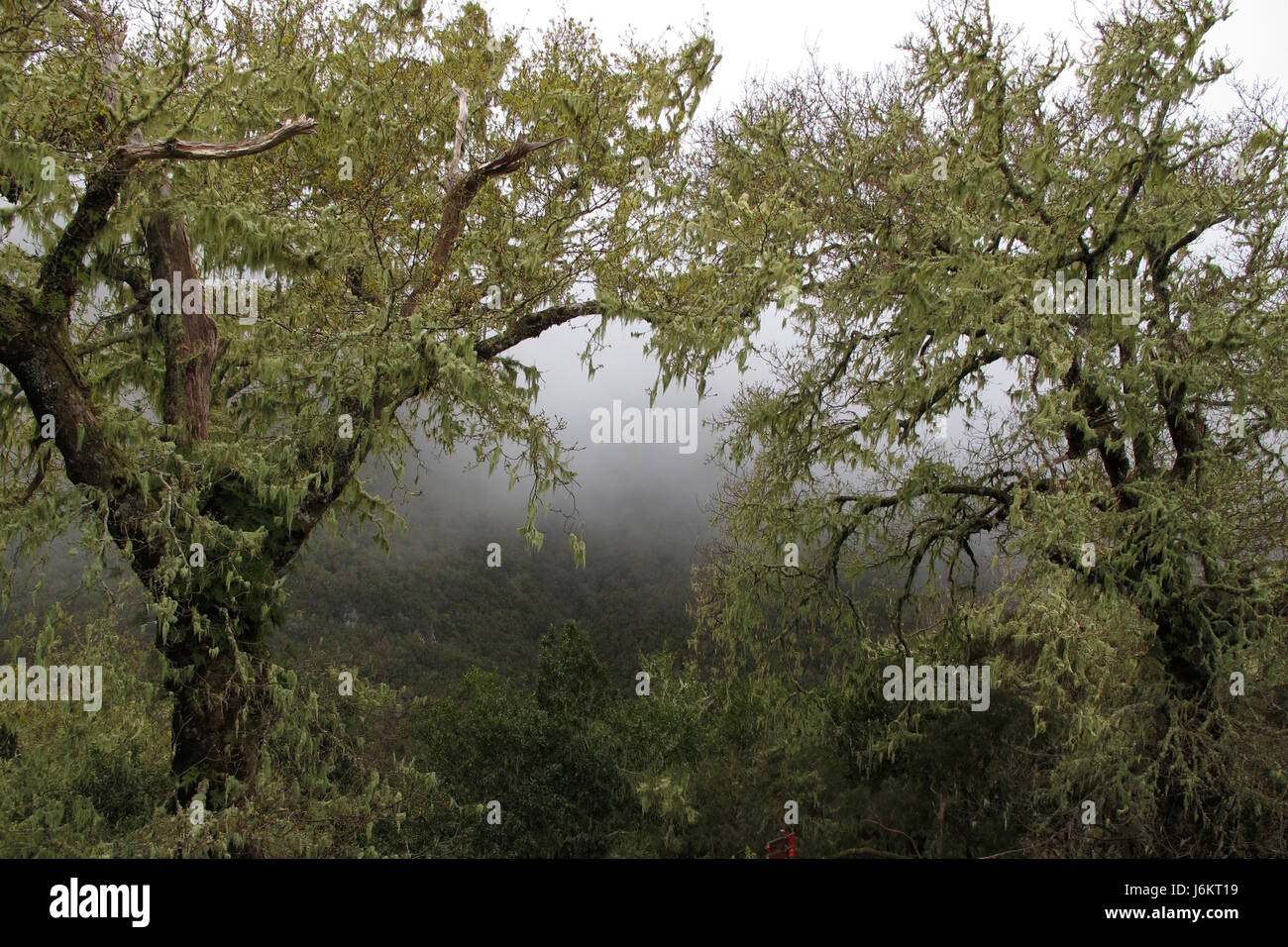 tree portugal madeira natural preserve plait lichens path isle island ...