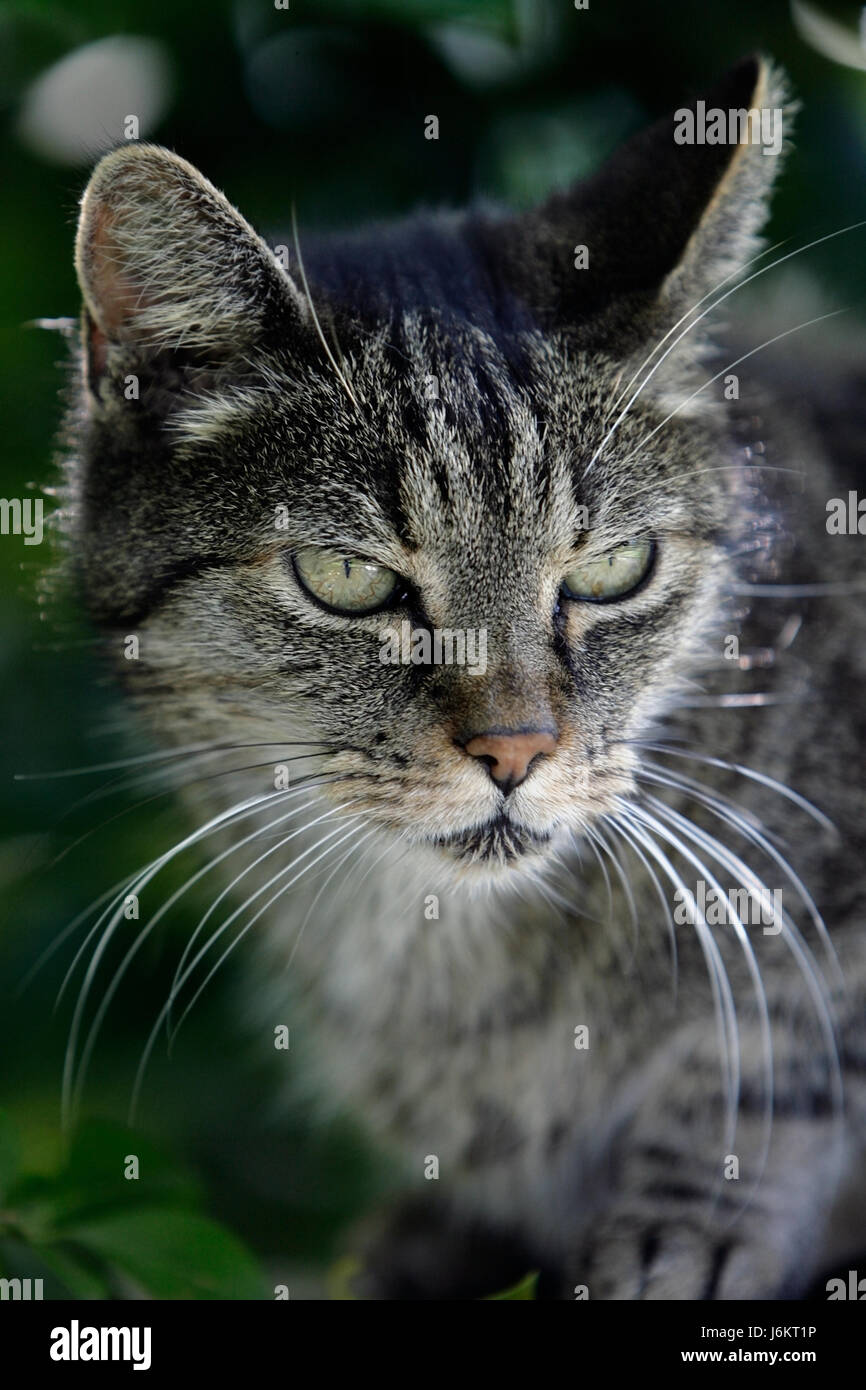 portrait pussycat cat domestic cat green curious nosey nosy animal ...