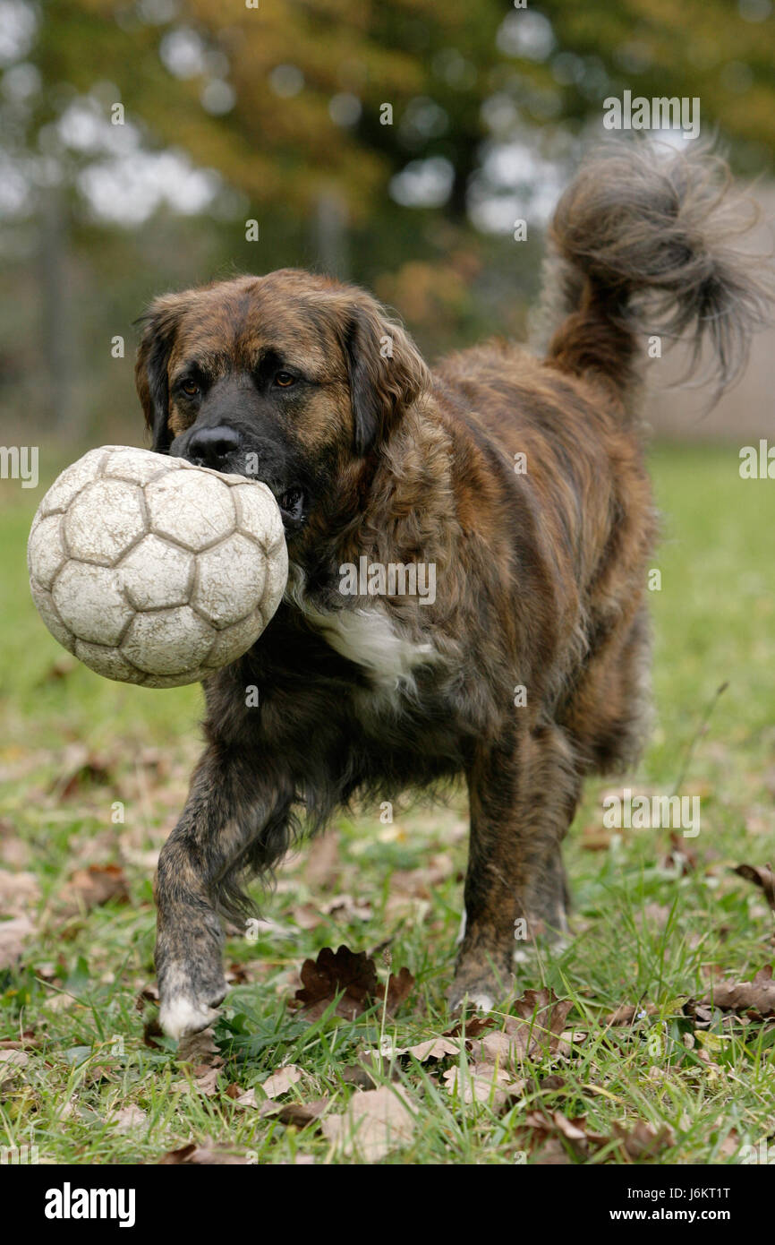 Leonberger running hi-res stock photography and images - Alamy