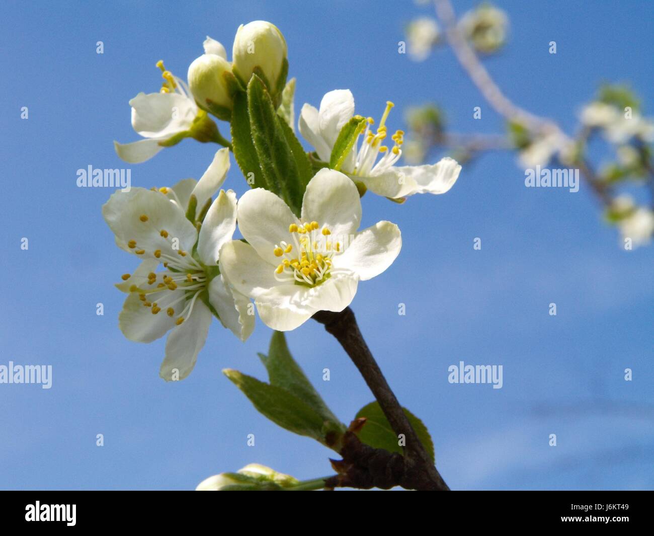 Plum calendar hi-res stock photography and images - Alamy