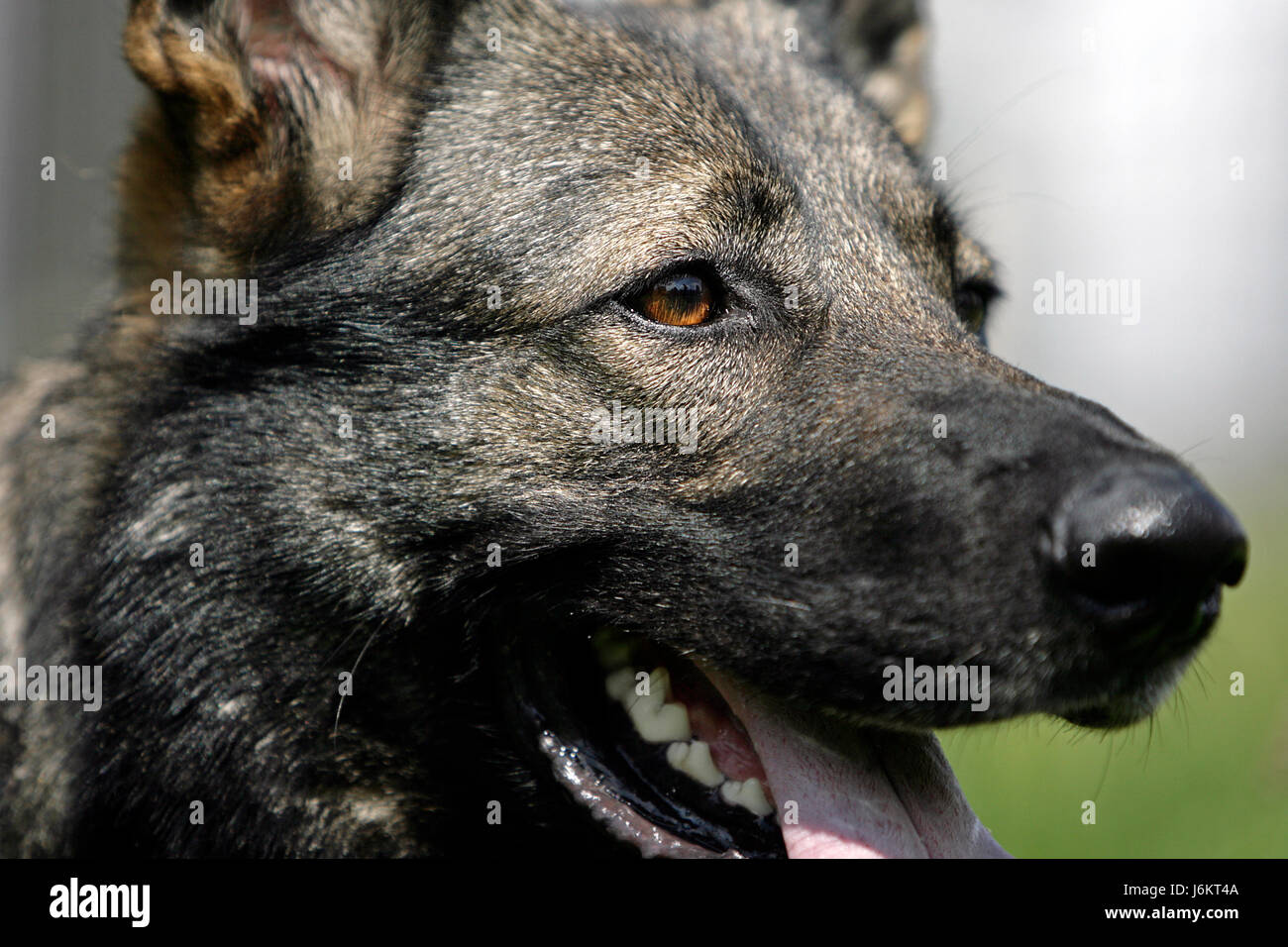 Gray german shepherd hi-res stock photography and images - Alamy