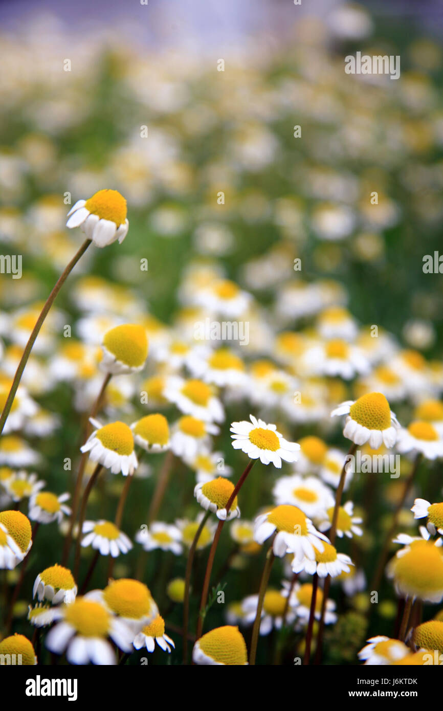 beautiful beauteously nice health environment enviroment closeup garden ...