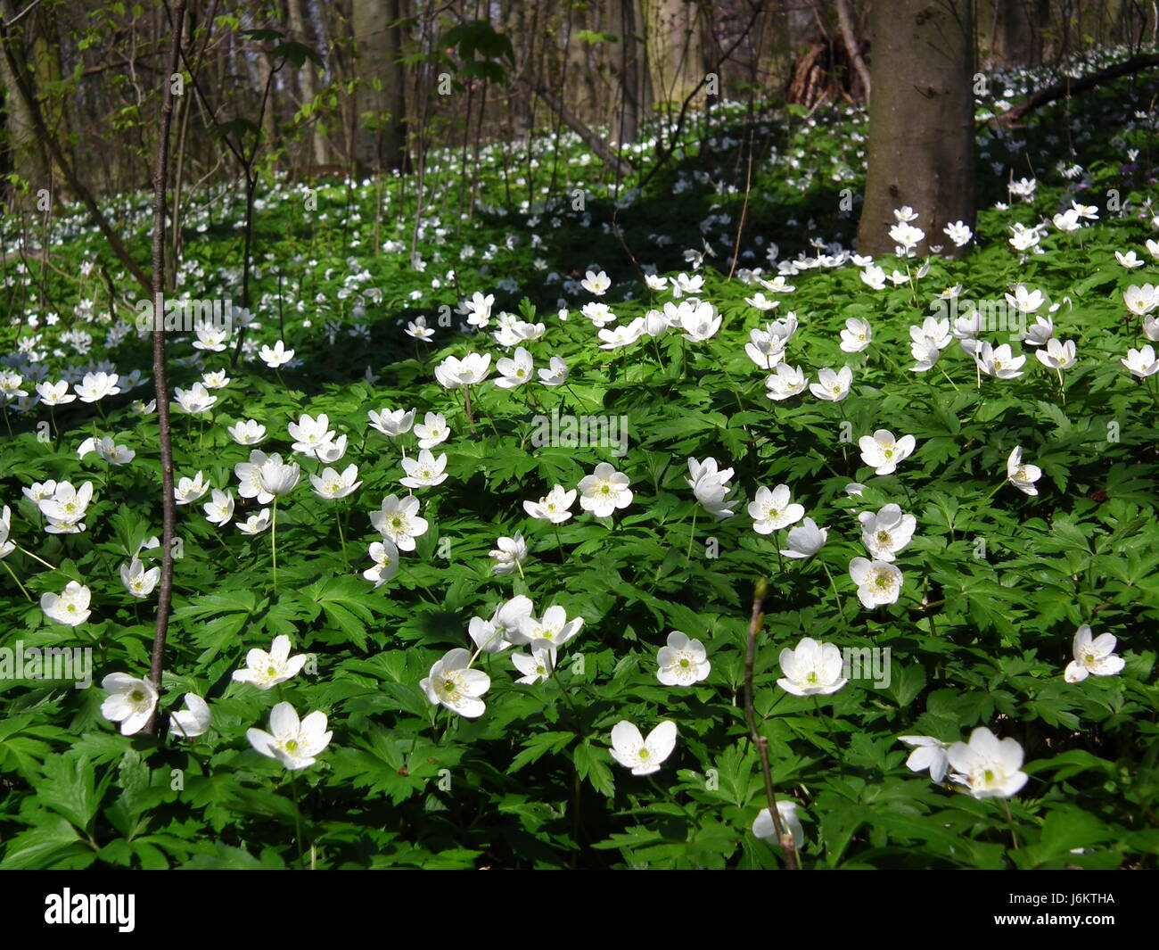 bloom blossom flourish flourishing spring forest plant tree flower ...