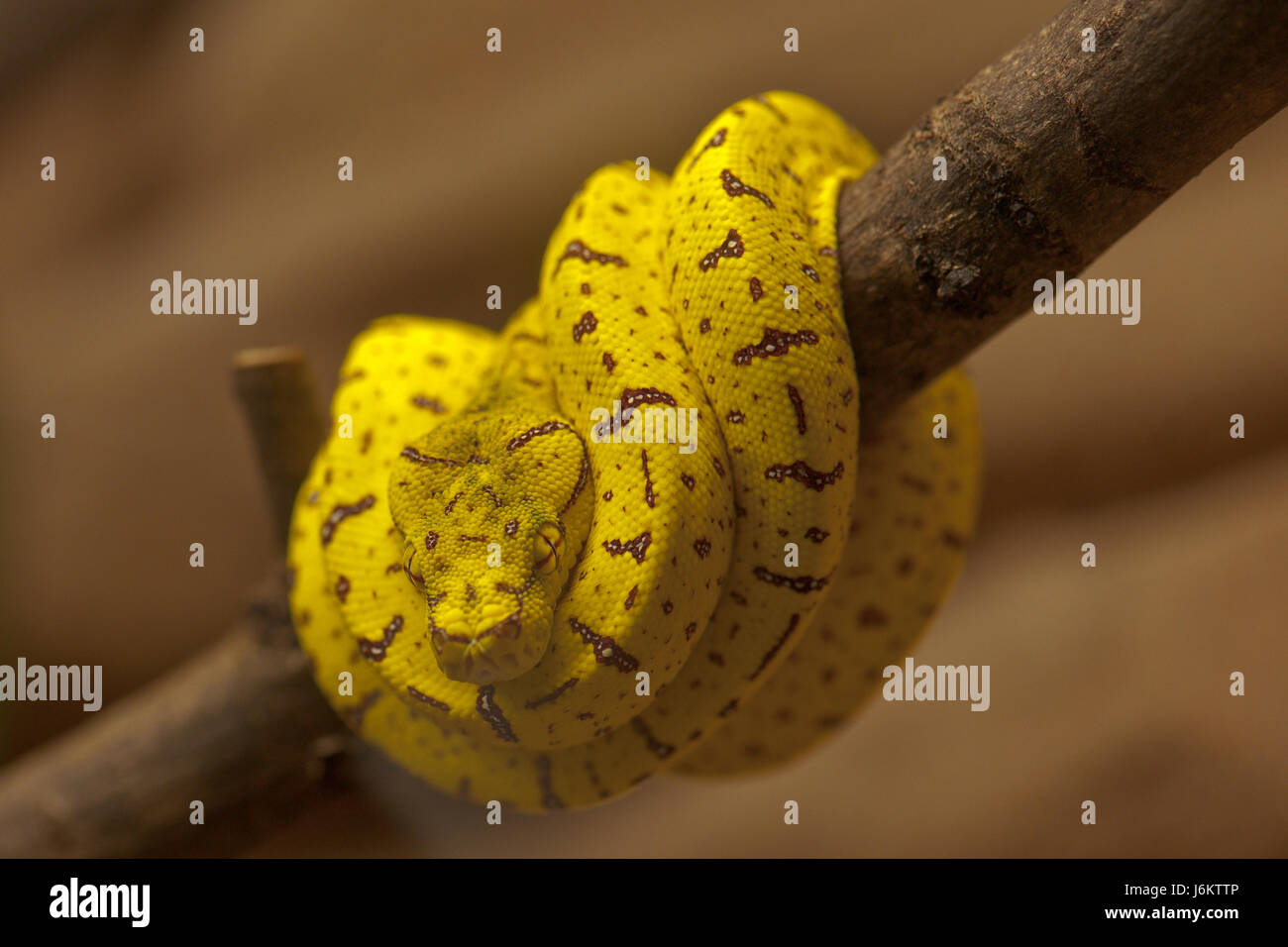 Baumphyton riesenschlange hi-res stock photography and images - Alamy