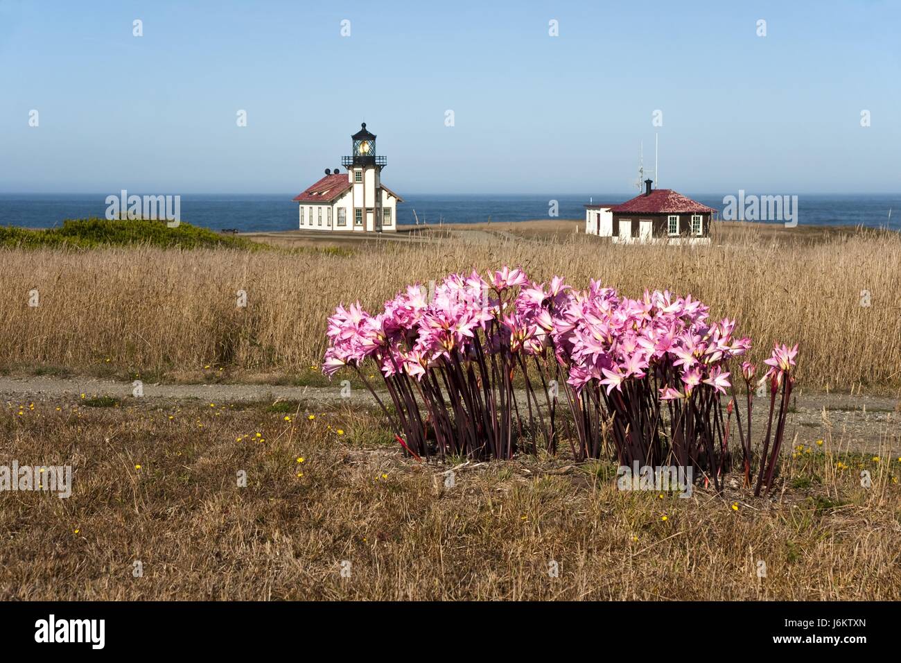 lily at the lighthouse Stock Photo - Alamy