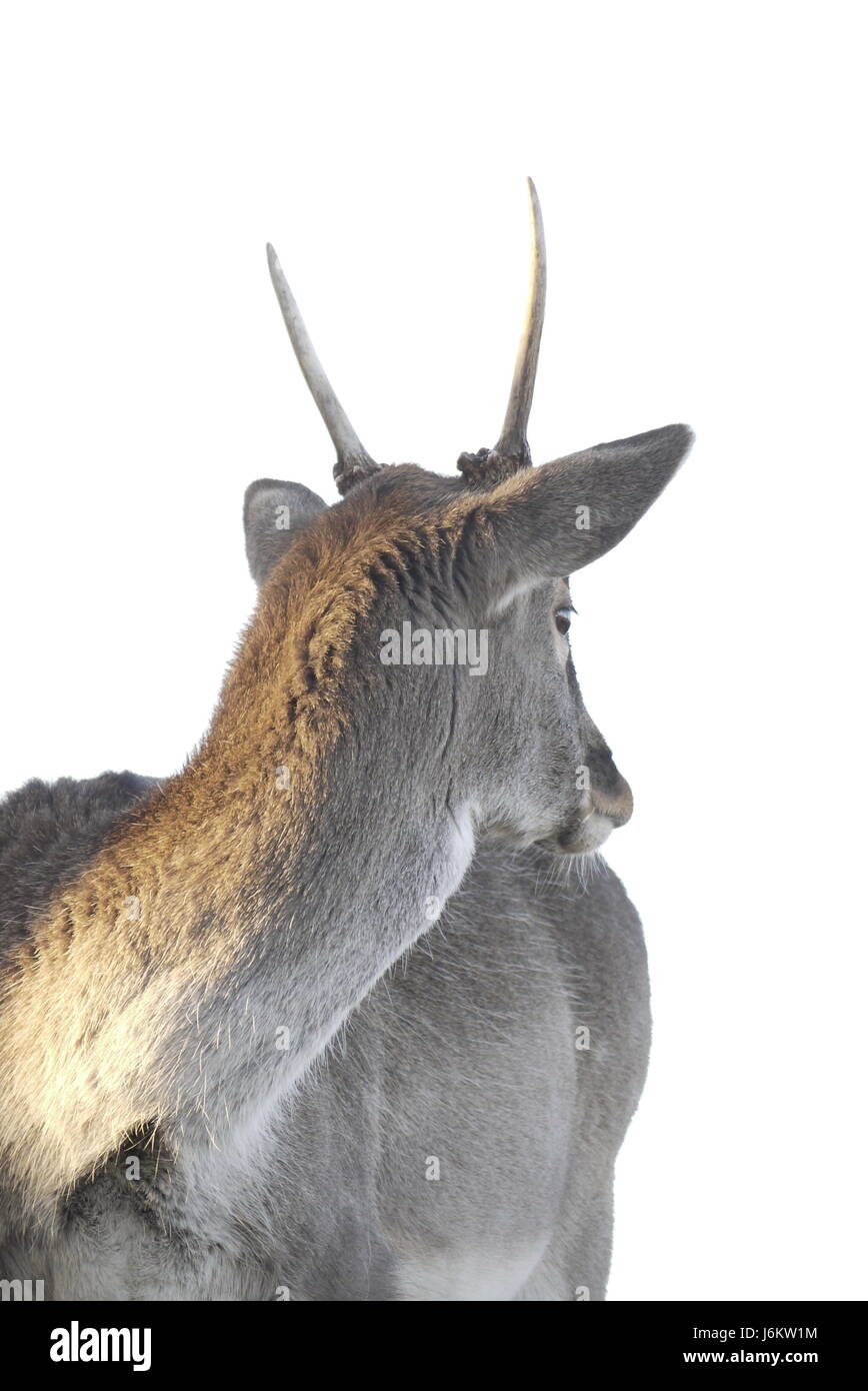 Young Stag deer at Knole Park, Sevenoaks, Kent, UK Stock Photo - Alamy
