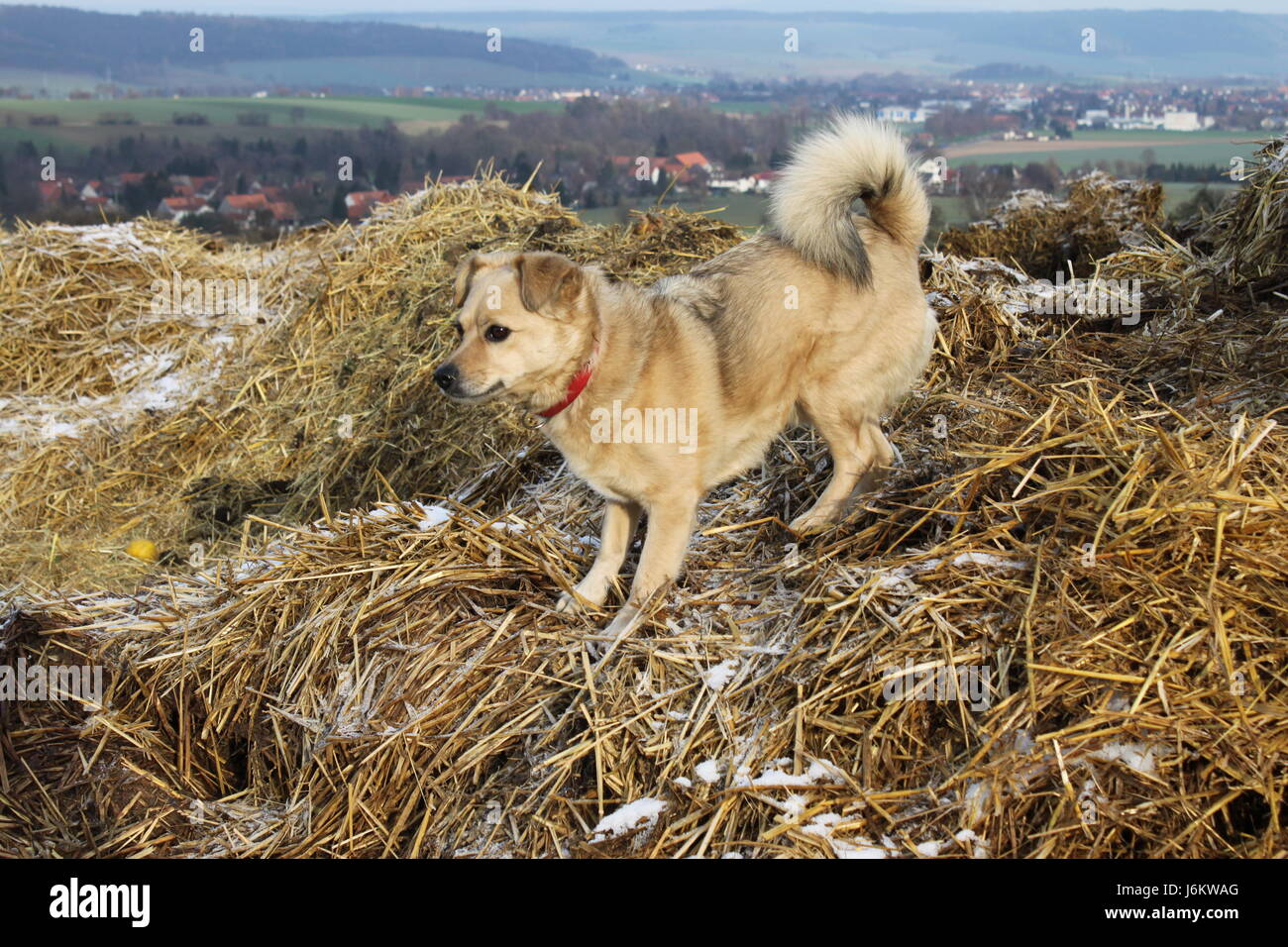 Dog farming hi-res stock photography and images - Alamy