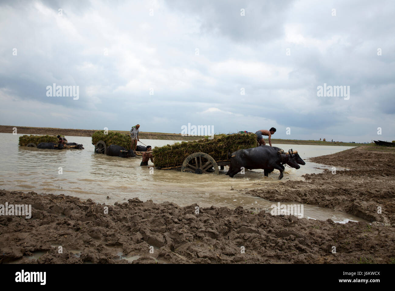 Buffalo carts cross a river carrying Boro paddy sheaves at Chalanbeel ...