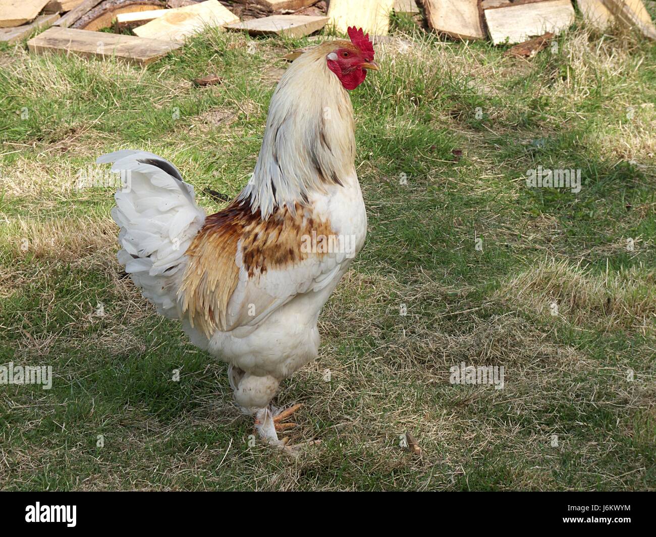 Eco Poultry Meadow Chickens Hens Cock Rooster Beautiful Beauteously