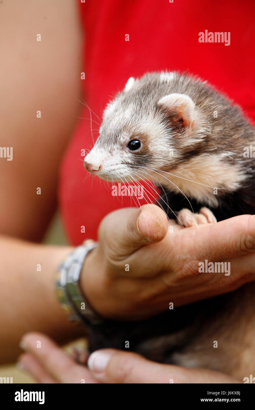 hand animal pet certain human salvaged safe ferret cute macro close-up ...