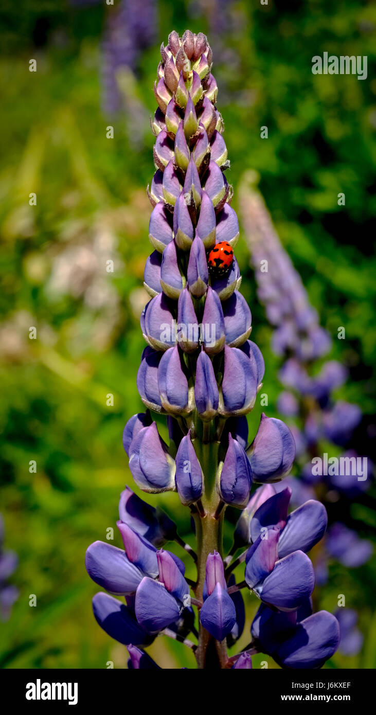 Ladybug on a spring flower that is purple in color Stock Photo - Alamy
