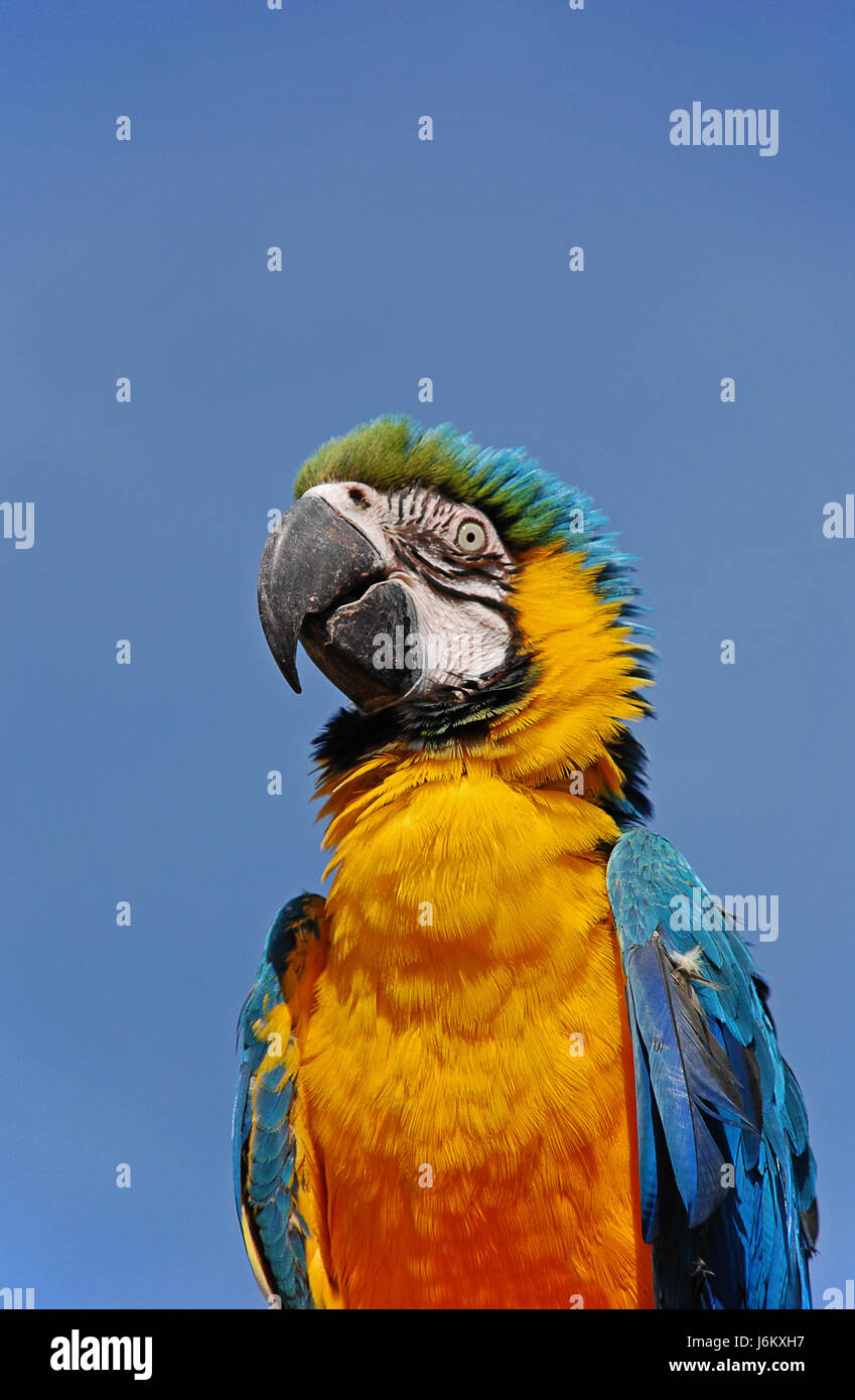 coloured colourful gorgeous multifarious richly coloured parrot blue ...