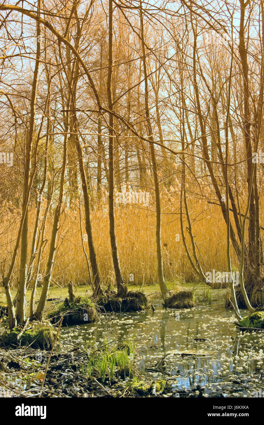 wetland in spring Stock Photo - Alamy