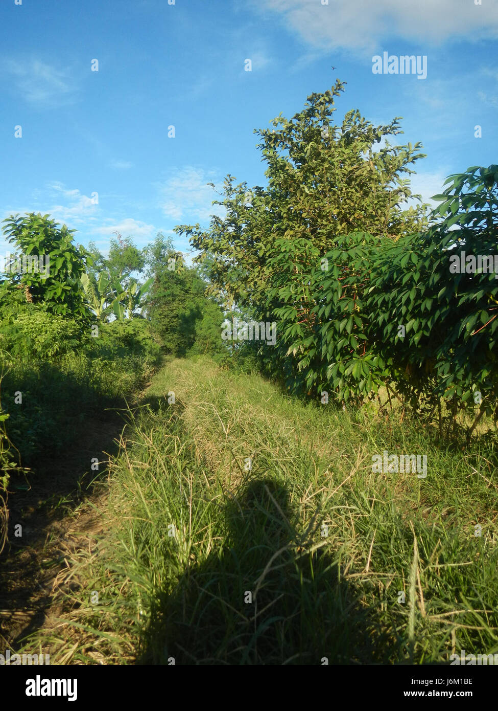 A photograph of the agricultural landscape in Sitio Matabubok, San Jose ...