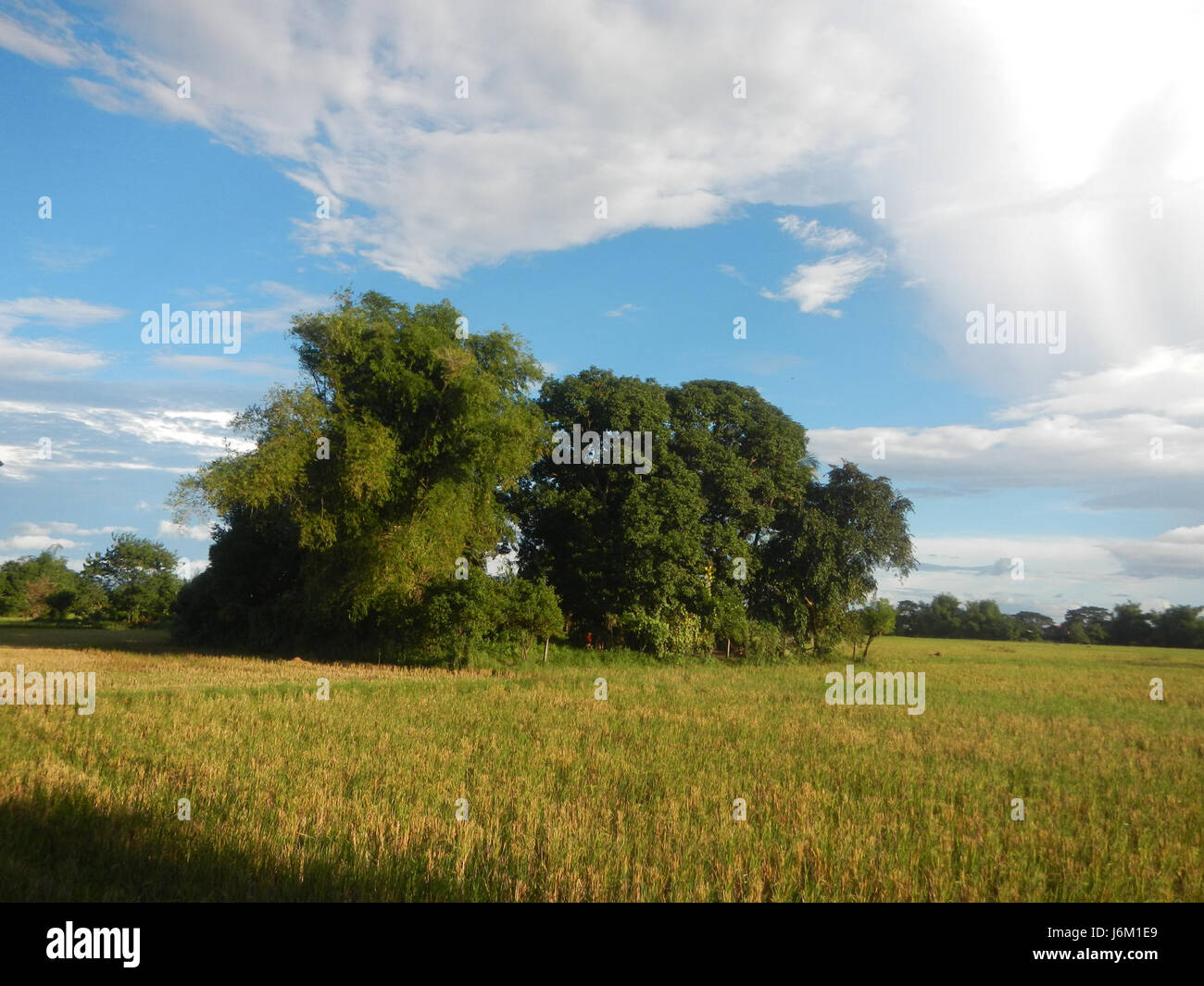 This image showcases the agricultural landscape of Sitio Matabubok in ...