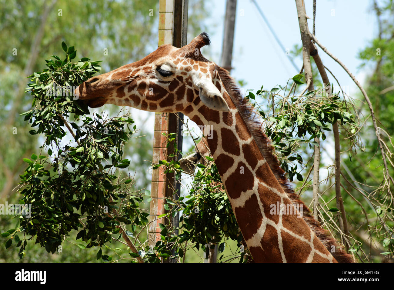 Zoo Animals - Giraffe Stock Photo - Alamy
