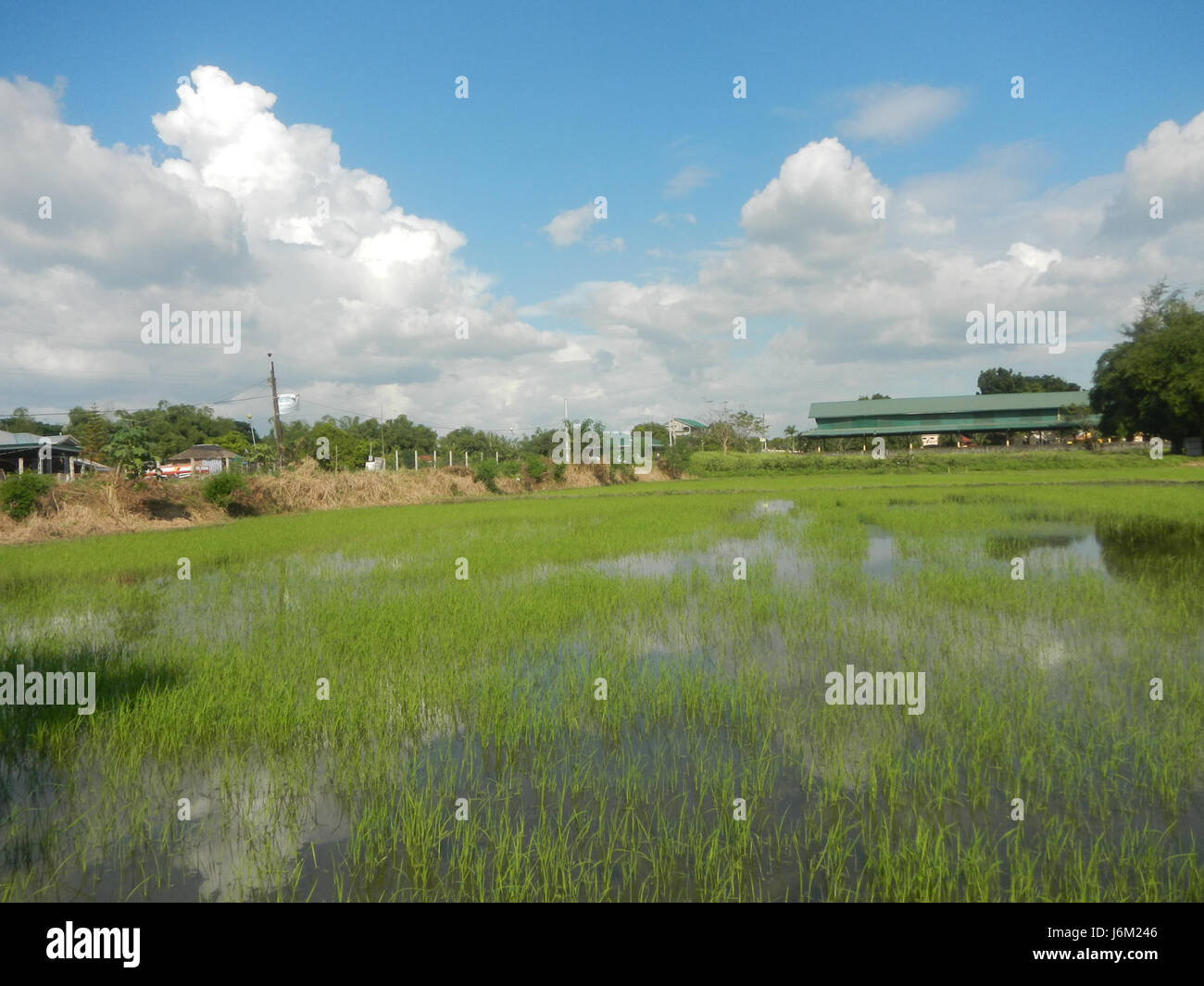The paddy fields, irrigation systems, and surrounding trees and ...