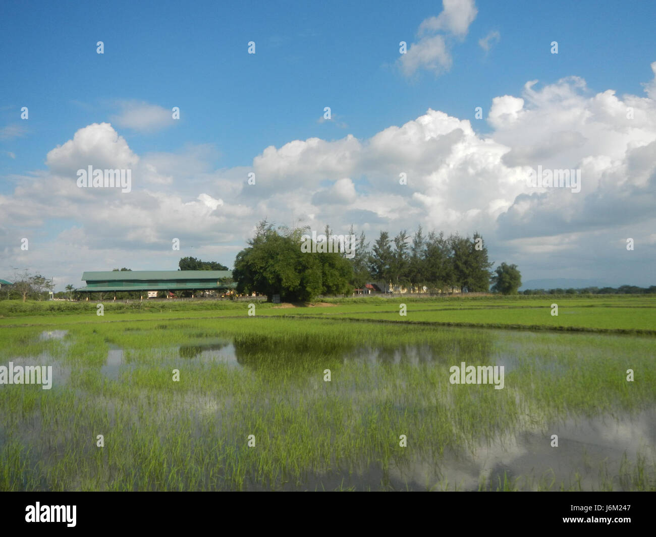 This image shows the paddy fields, irrigation systems, trees, and ...