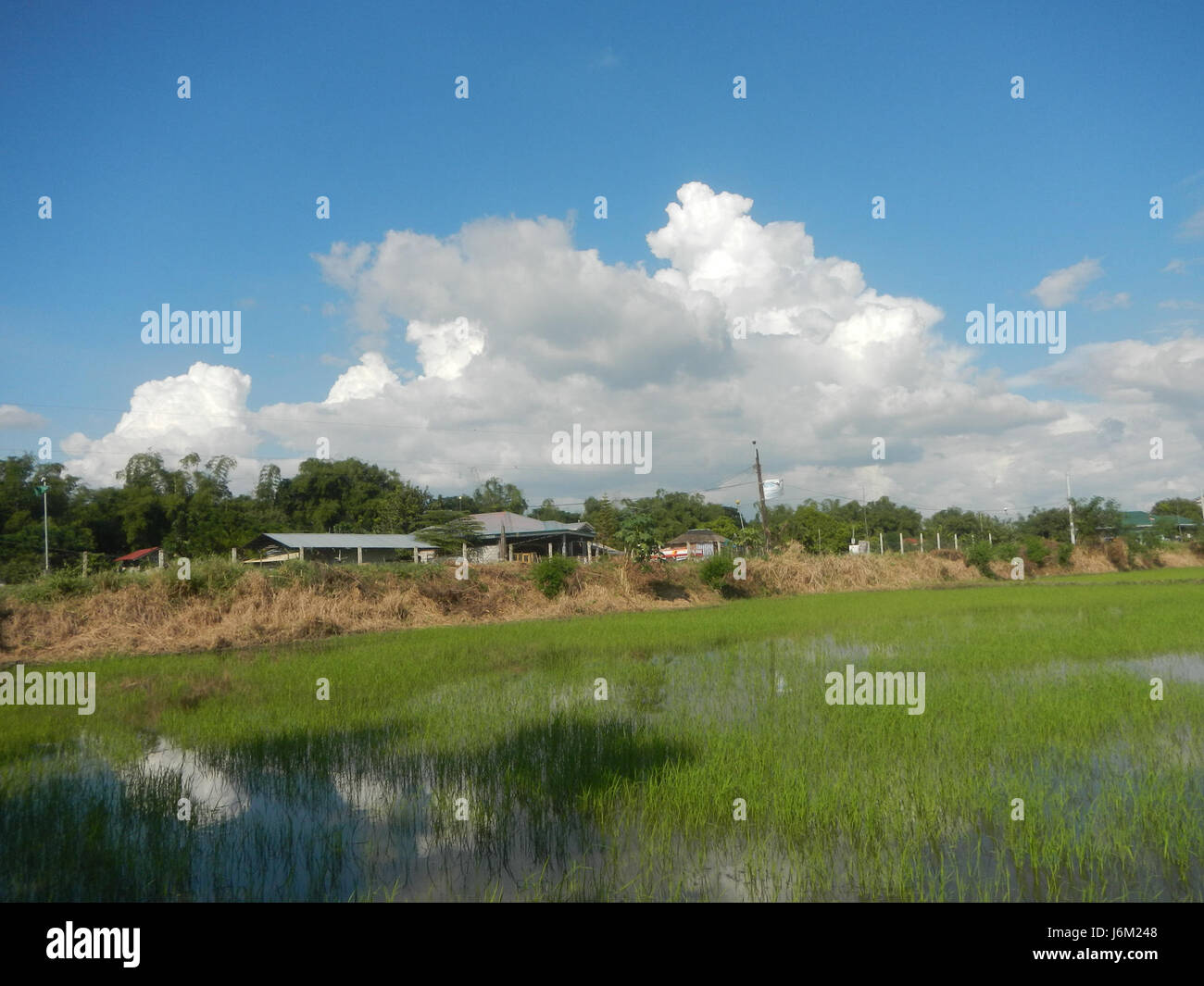 This image shows the expansive paddy fields, irrigation systems, trees ...