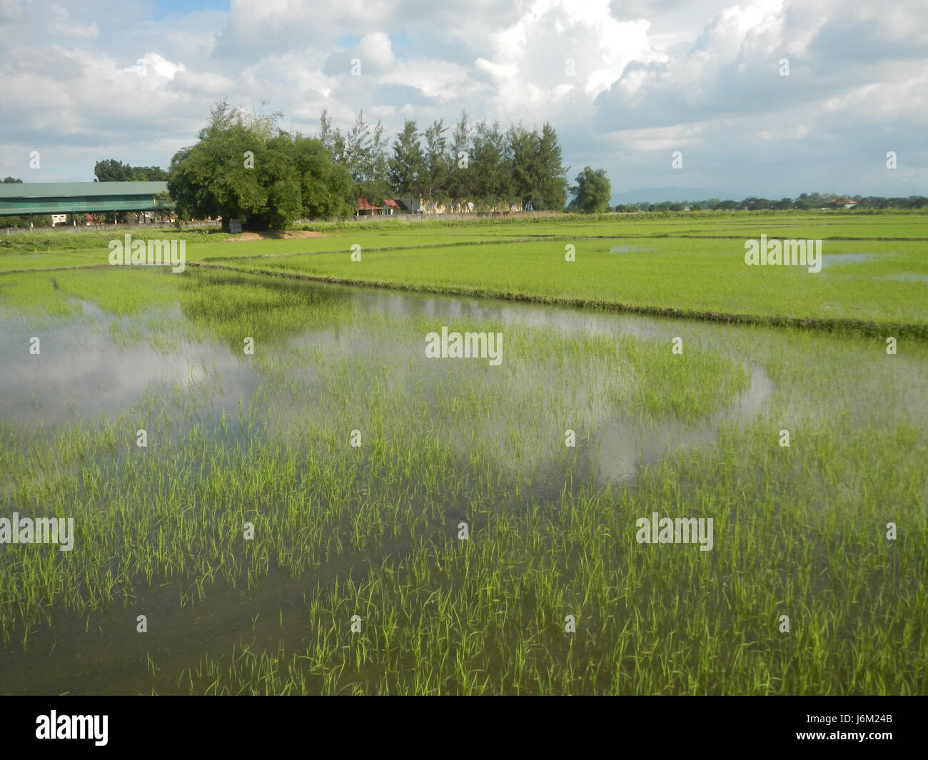 A landscape depicting the paddy fields, irrigation systems, trees, and ...