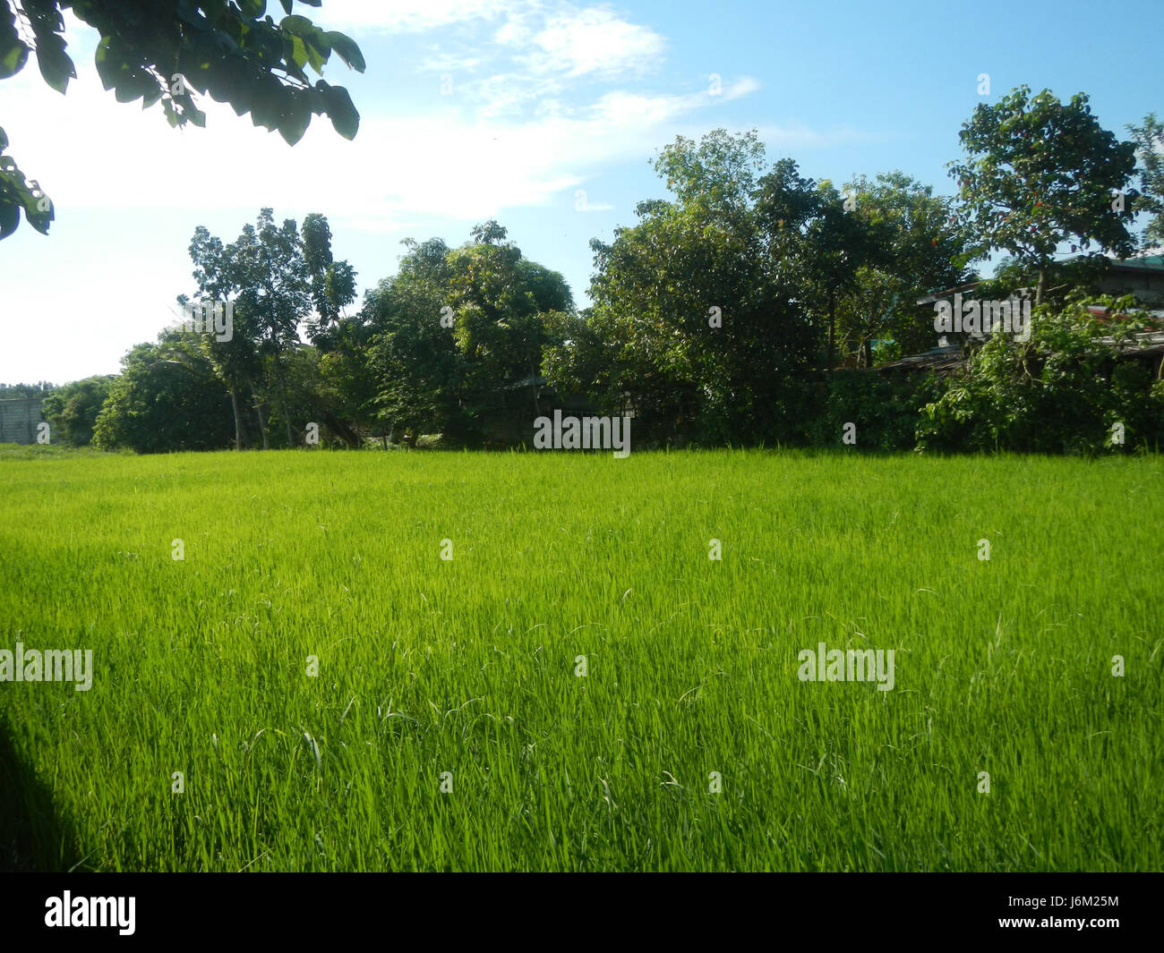 The image captures the paddy fields, irrigation systems, trees, and ...