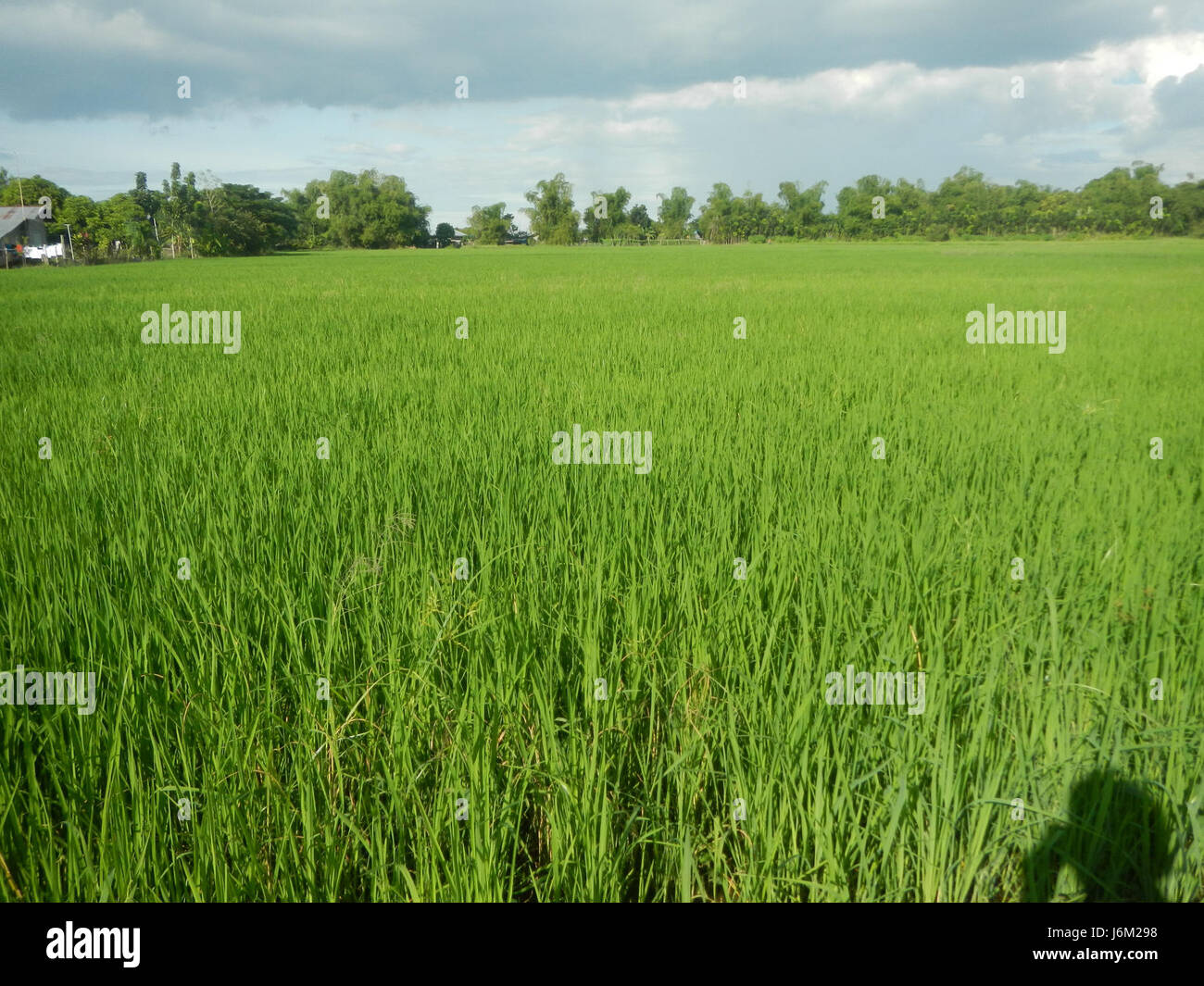 The image captures the agricultural landscape of Salapungan in Candaba ...