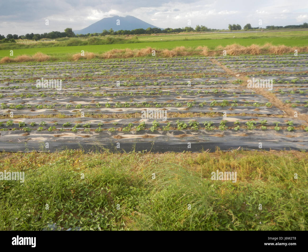 This image shows paddy fields and slopes in Paralaya Magumbali, Candaba ...