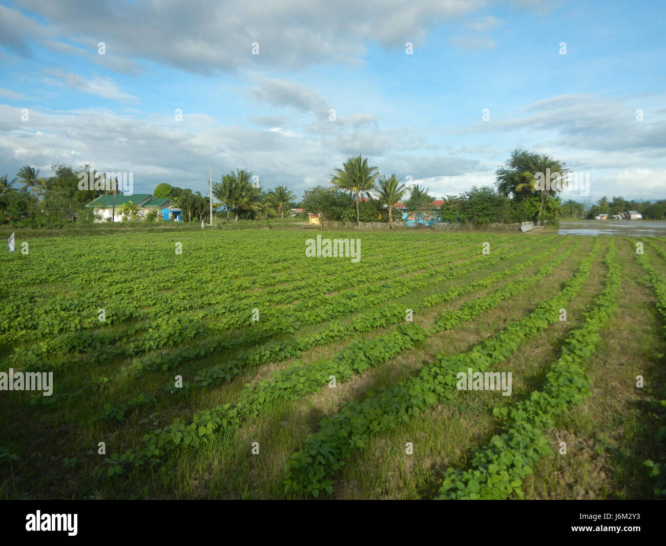 0553 Sitio Hulo Hilerang Patubig Tagulod Candaba Pampanga Farm Market ...