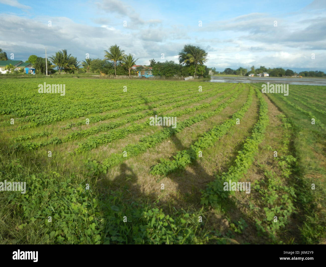 0553 Sitio Hulo Hilerang Patubig Tagulod Candaba Pampanga Farm Market ...