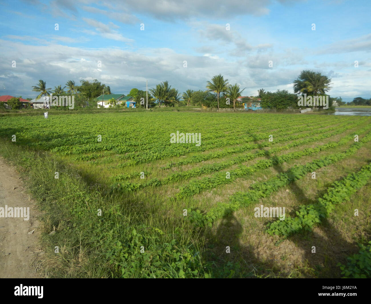0553 Sitio Hulo Hilerang Patubig Tagulod Candaba Pampanga Farm Market ...