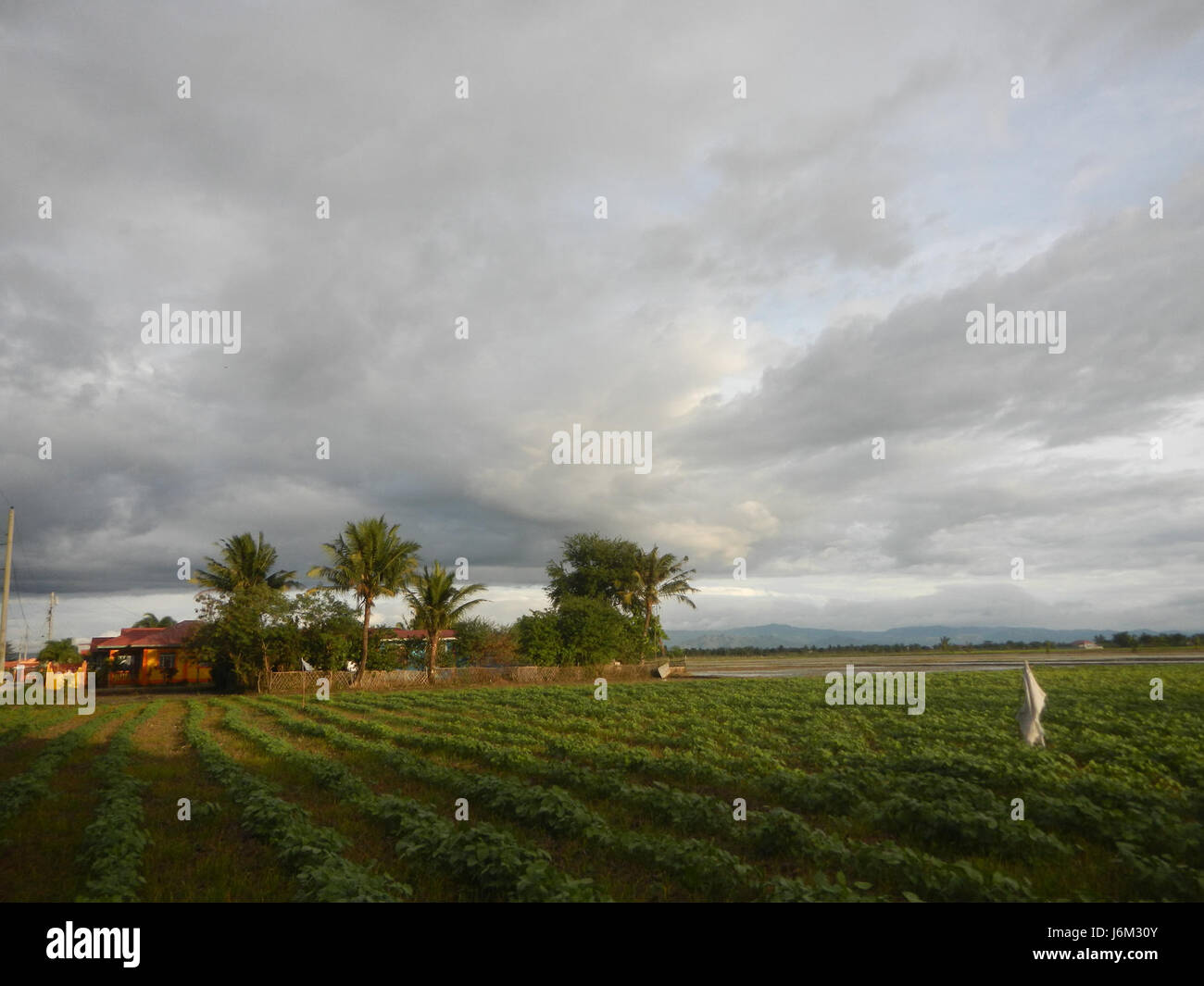 0605 Sitio Hulo Hilerang Patubig Tagulod Candaba Pampanga Farm Market ...