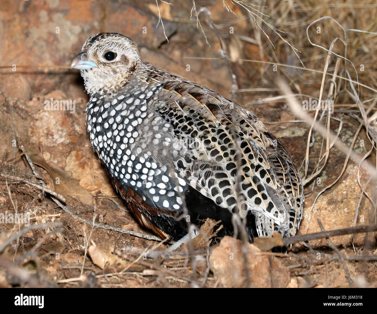A photograph of a male Montezuma Quail in the Patagonia Mountains of ...