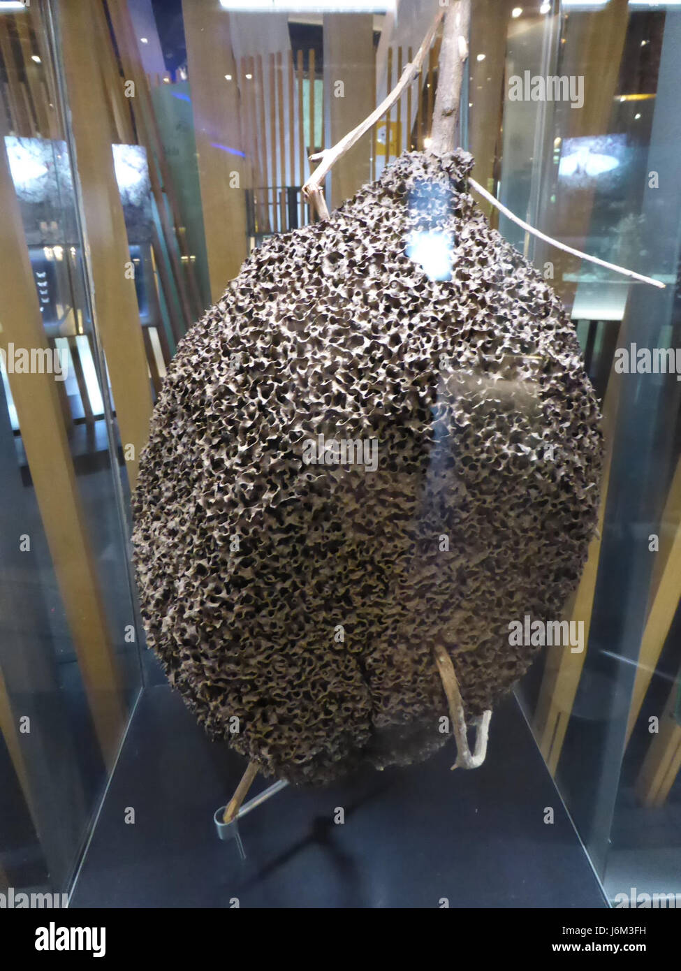 A display at the CosmoCaixa Museum in Barcelona showing a termite nest ...