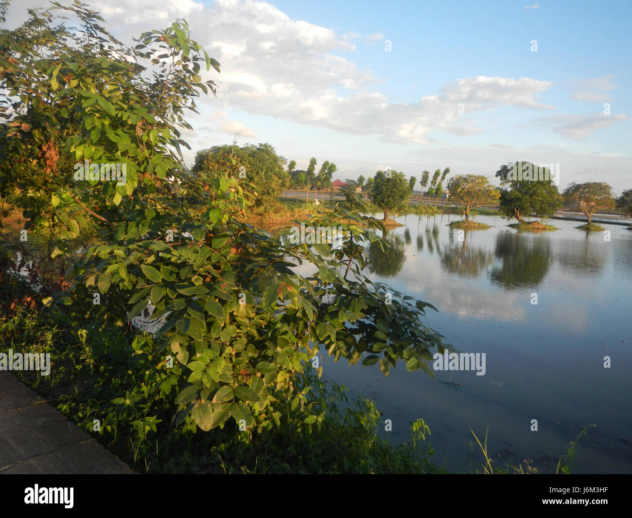 This image features paddy fields and grasslands along Cortez Road in ...