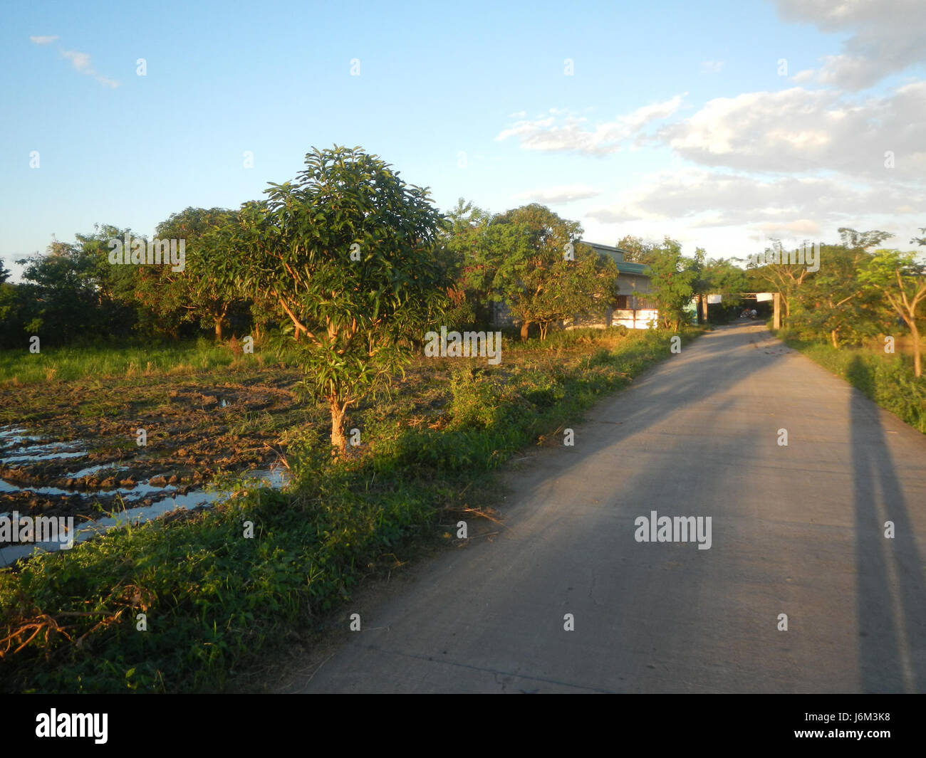 06390 Paddy fields grasslands trees Cortez Road Concepcion San Simon ...