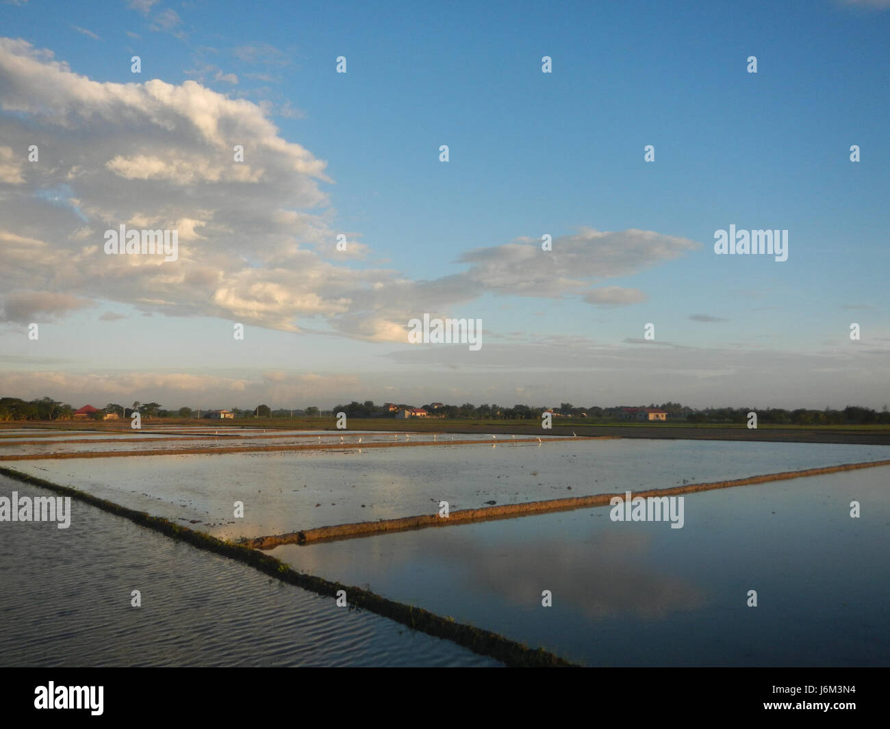 The image captures the paddy fields, grasslands, and trees along Cortez ...