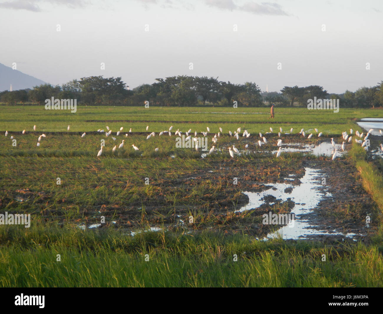 The title refers to an agricultural area in San Simon, Pampanga ...