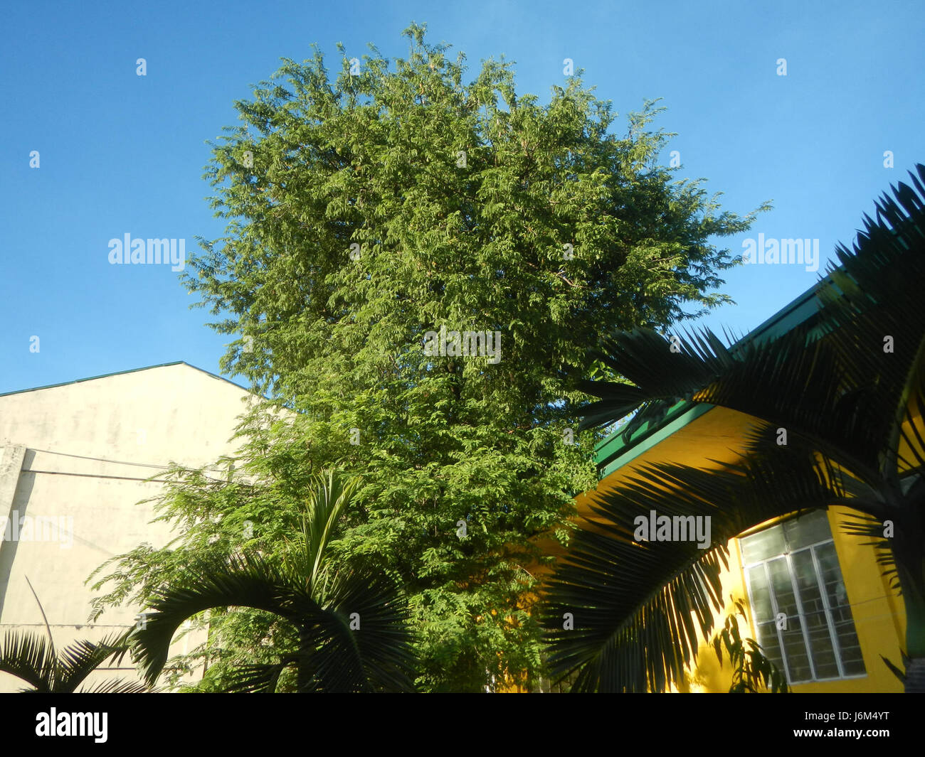 The Wakas area in Bagumbayan, Bocaue, Bulacan, is an agricultural ...