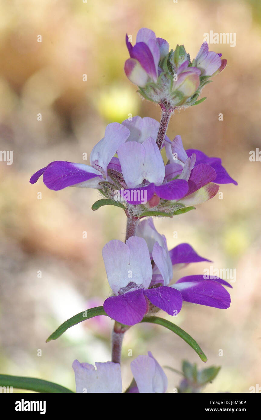 The image '09-041 Chinese Houses (Collinsia heterophylla)' showcases ...