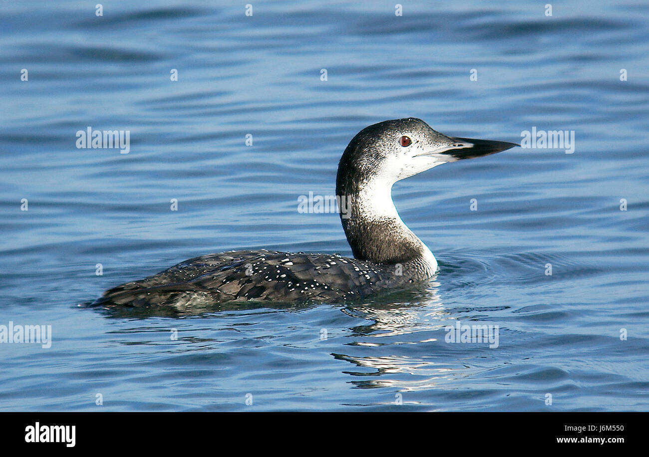 The Common Loon is a North American bird species known for its striking ...