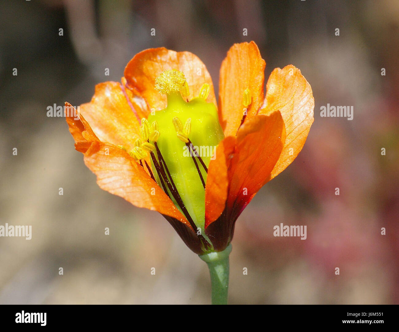 09-042b WIND-POPPY (stylomecon heterphylla) (3481421219 Stock Photo - Alamy