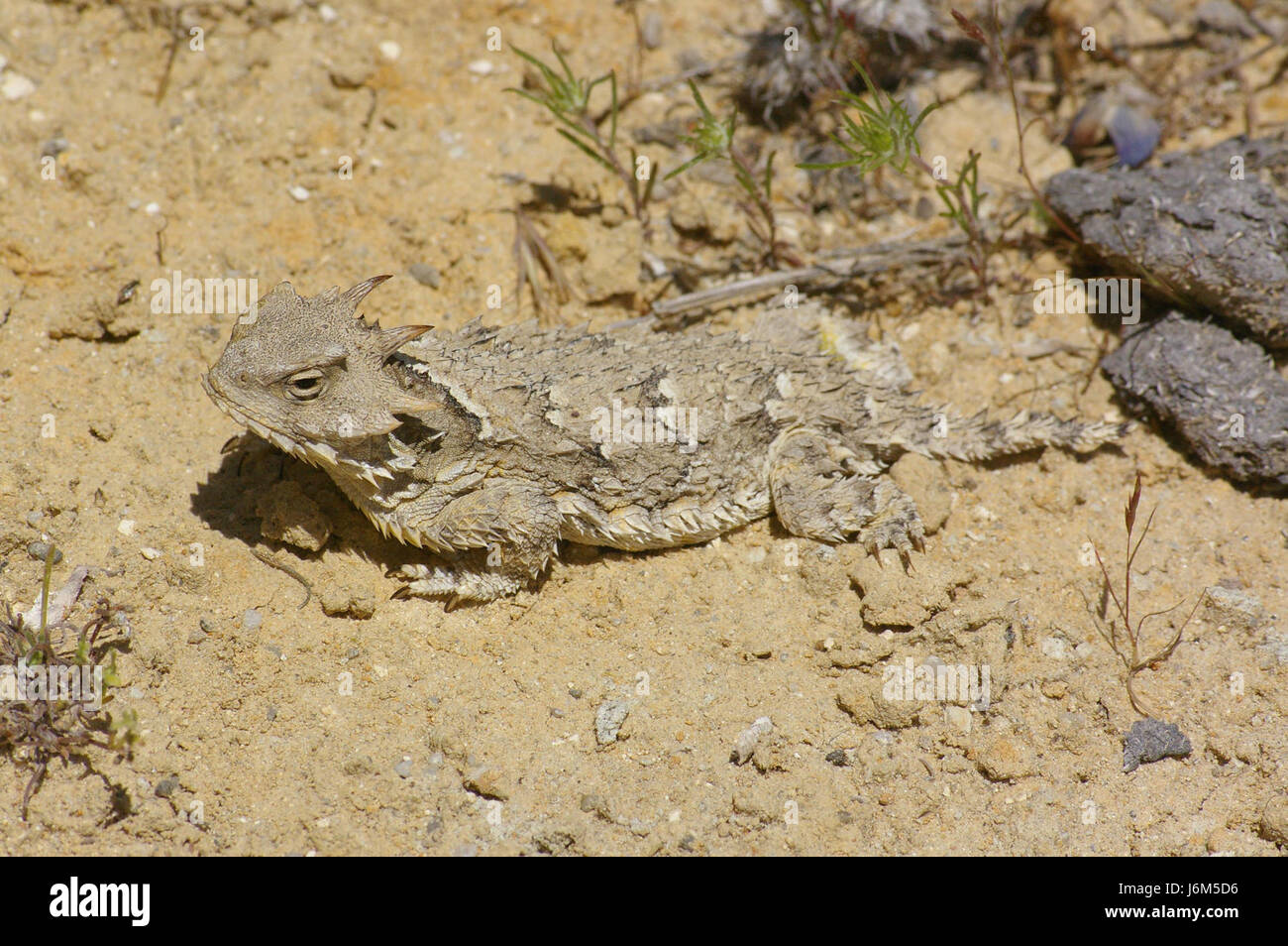 The *Horned Lizard* (Phrynosoma coronatum) is a reptile native to the ...
