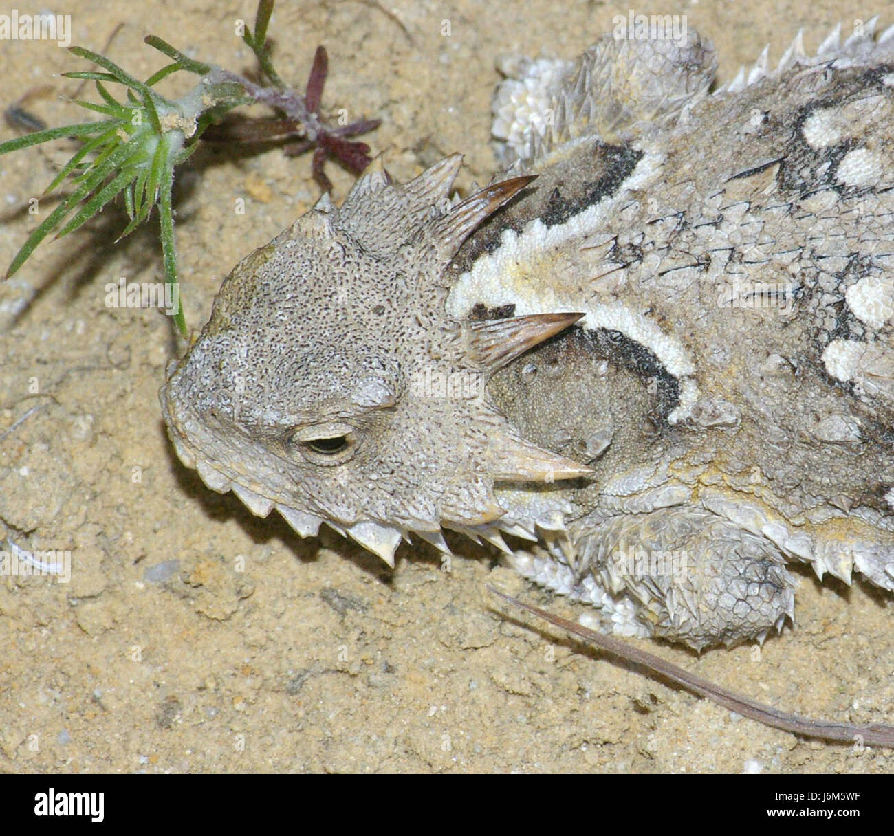 The Horned Lizard (Phrynosoma coronatum), also known as the 'California ...