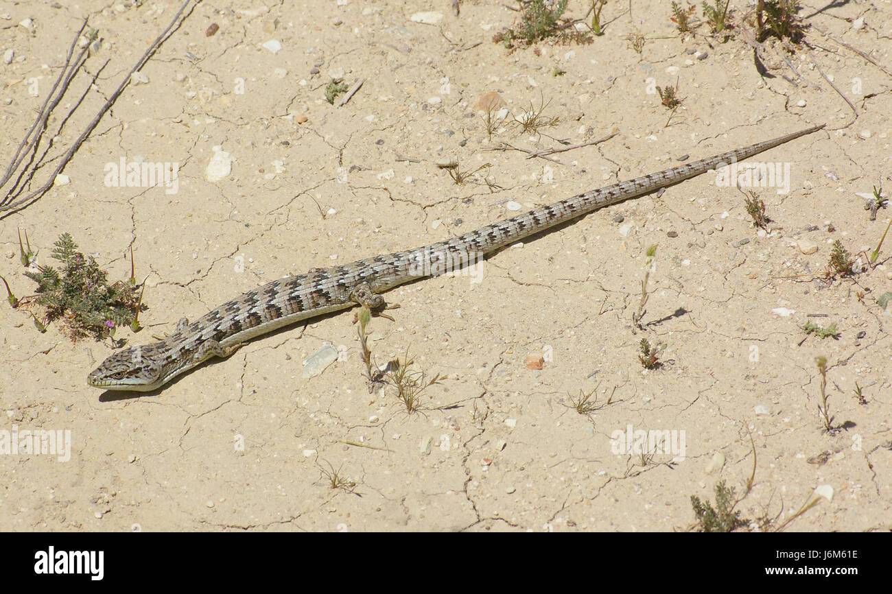 Alligator lizard behavior hi-res stock photography and images - Alamy