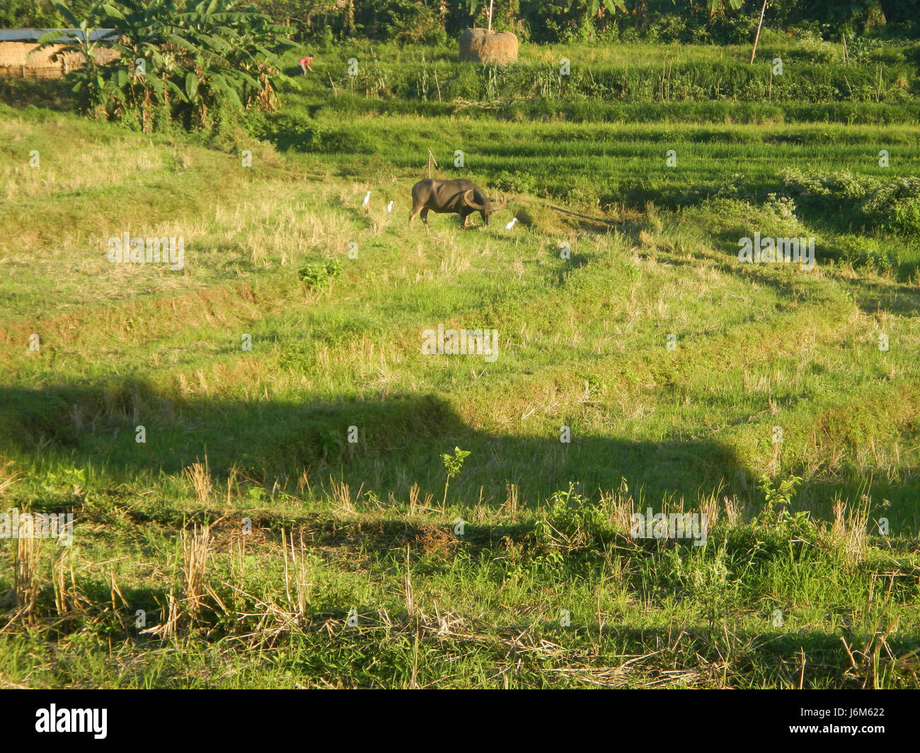 This image shows a rural road in San Rafael, Bulacan, Philippines ...