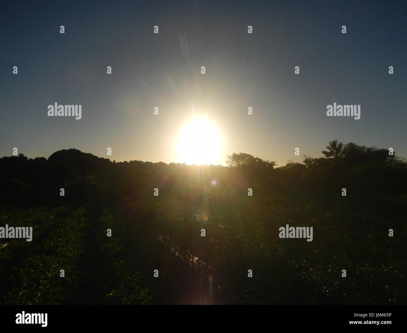 This image depicts Alugbati (Basella alba) plantations in San Rafael ...